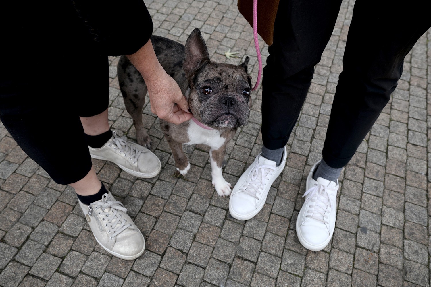 Psi kam se podíváš. Praha 2 pořádala tradiční Psí den | Kurzy.cz