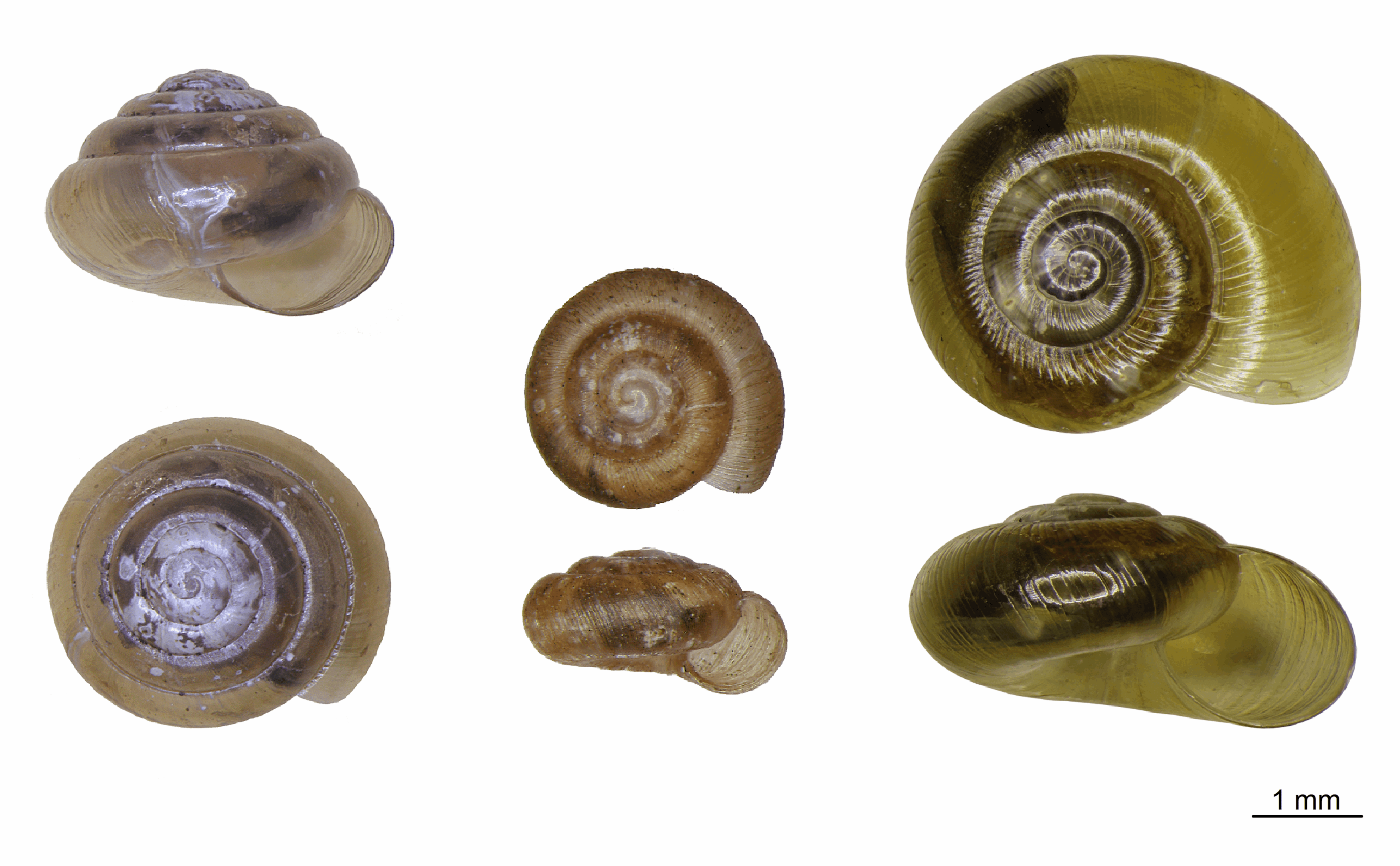 Recept na zdravější lesy? Méně úklidu, více padlého dřeva | Kurzy.cz