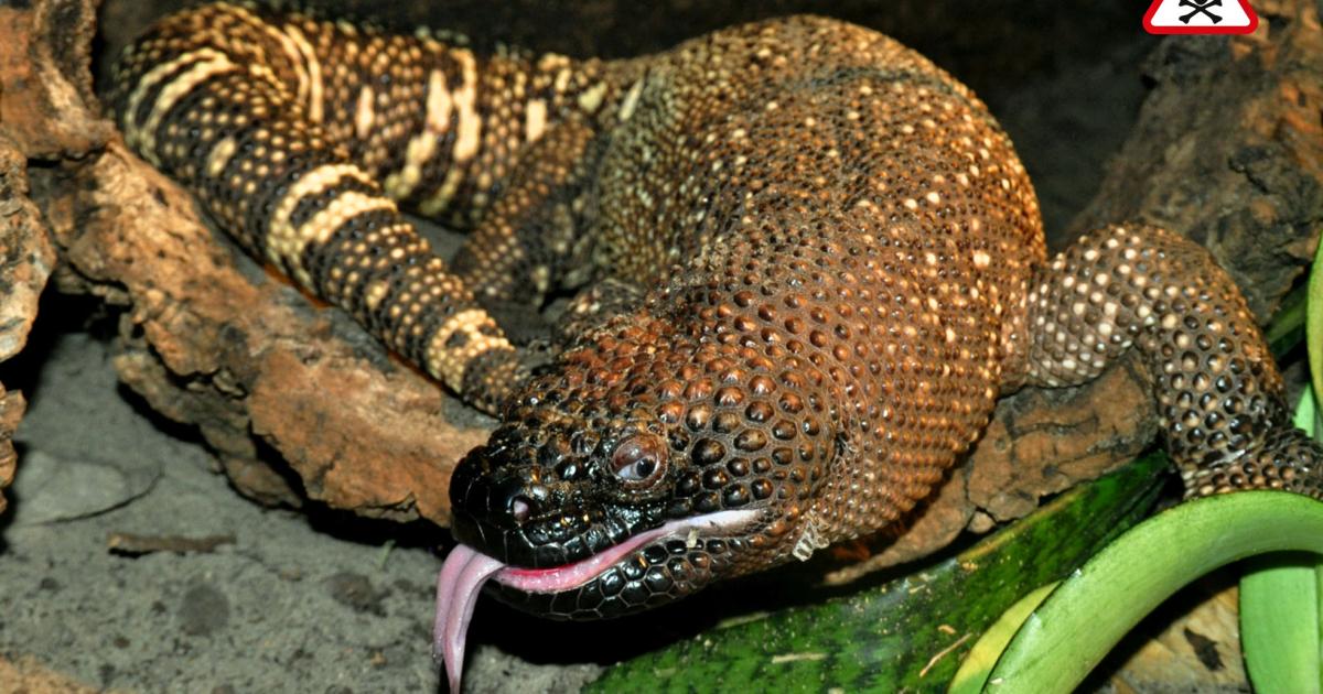 Pojďte s námi do zoo: Zoo Jihlava má nového jedovatého obyvatele ...